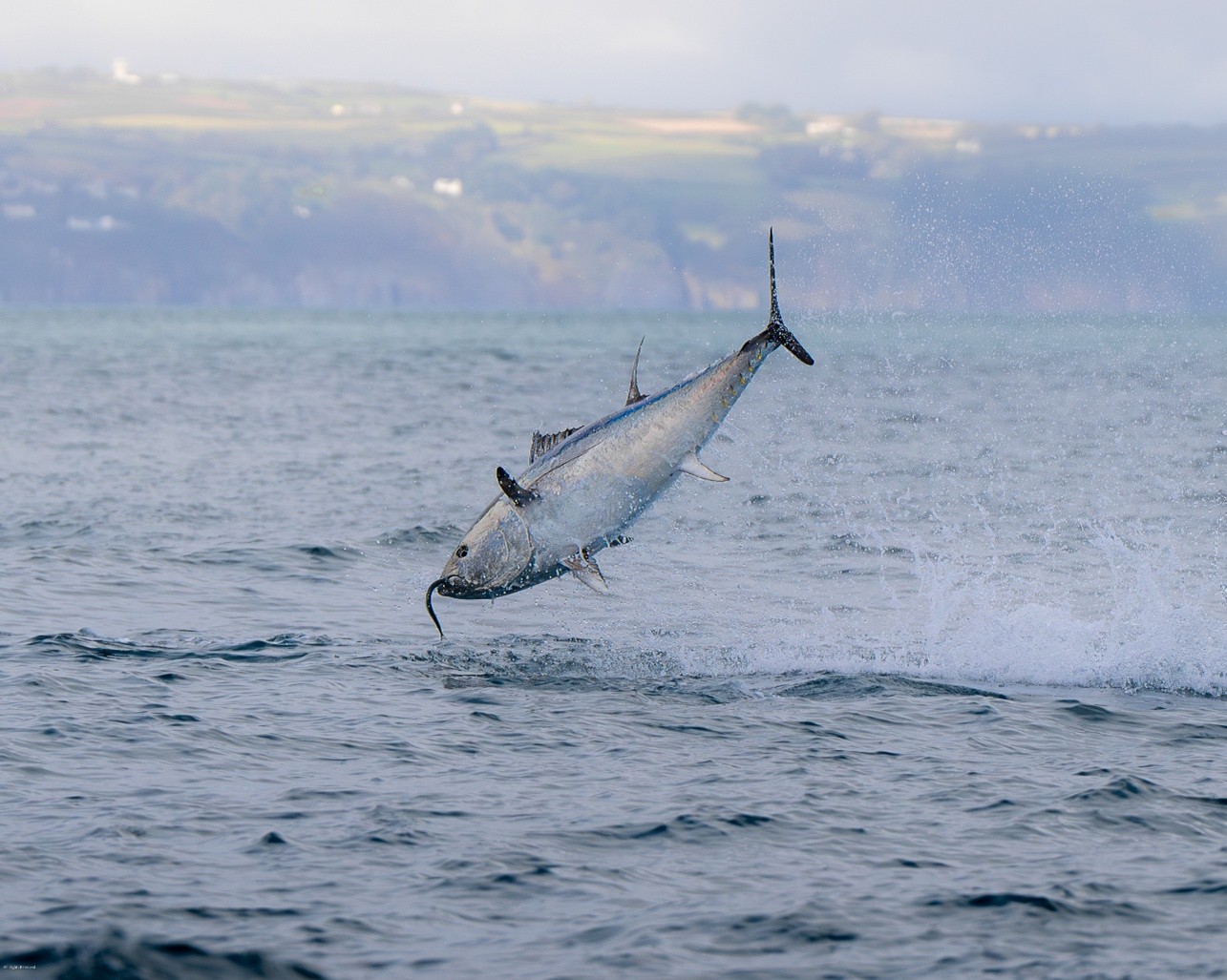 UK Bluefin Tuna “Catch & Release” Championships 2025 lands at Falmouth ...